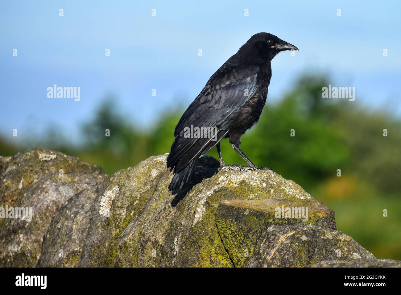 The crow stone hi-res stock photography and images - Alamy