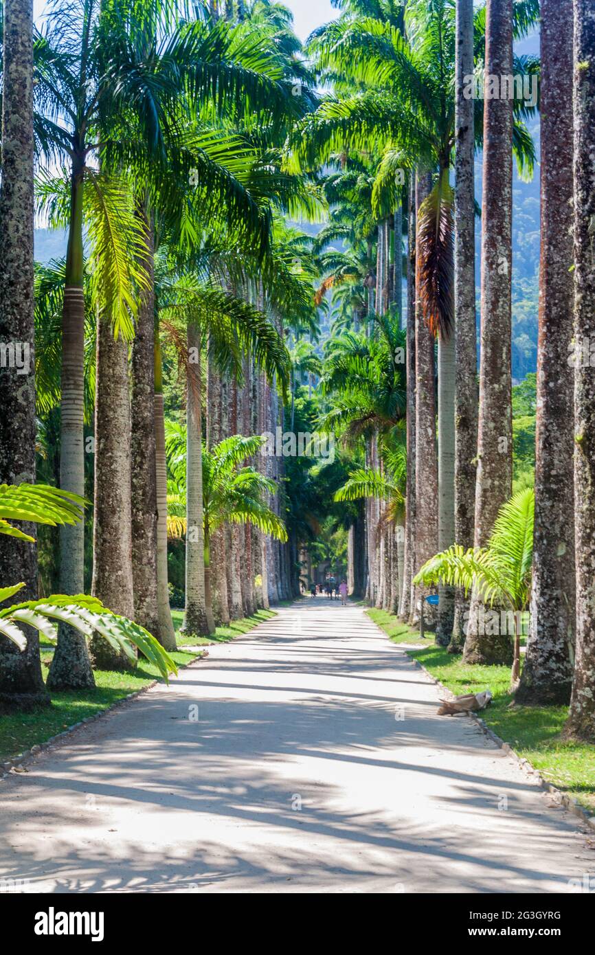 Botanical garden in Rio de Janeiro, Brazil Stock Photo - Alamy