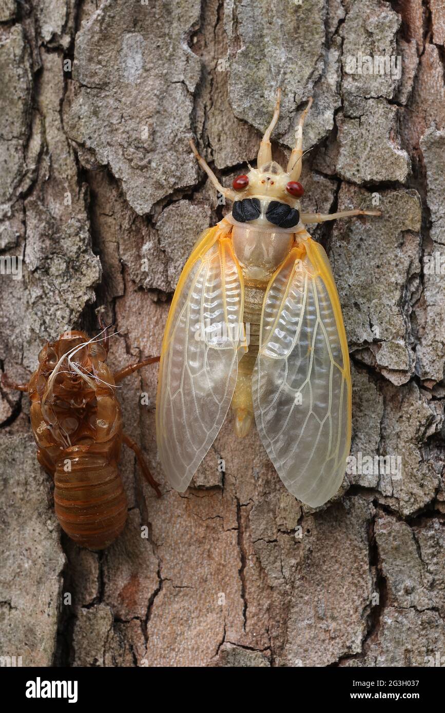 Periodical cicada, Magicicada septendecim, 17-year periodical cicada ...