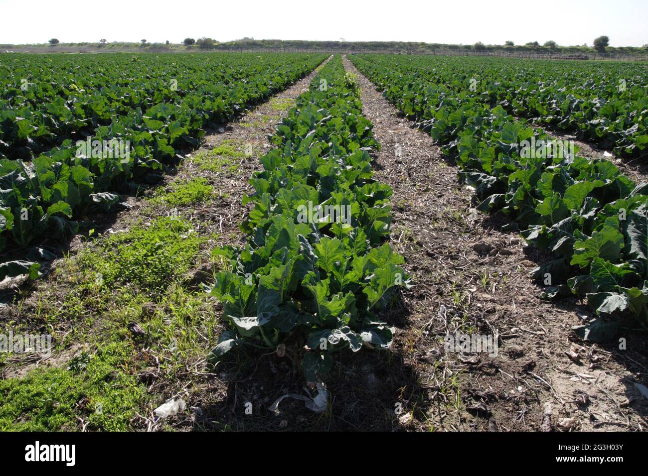 Turnip field hi-res stock photography and images - Alamy