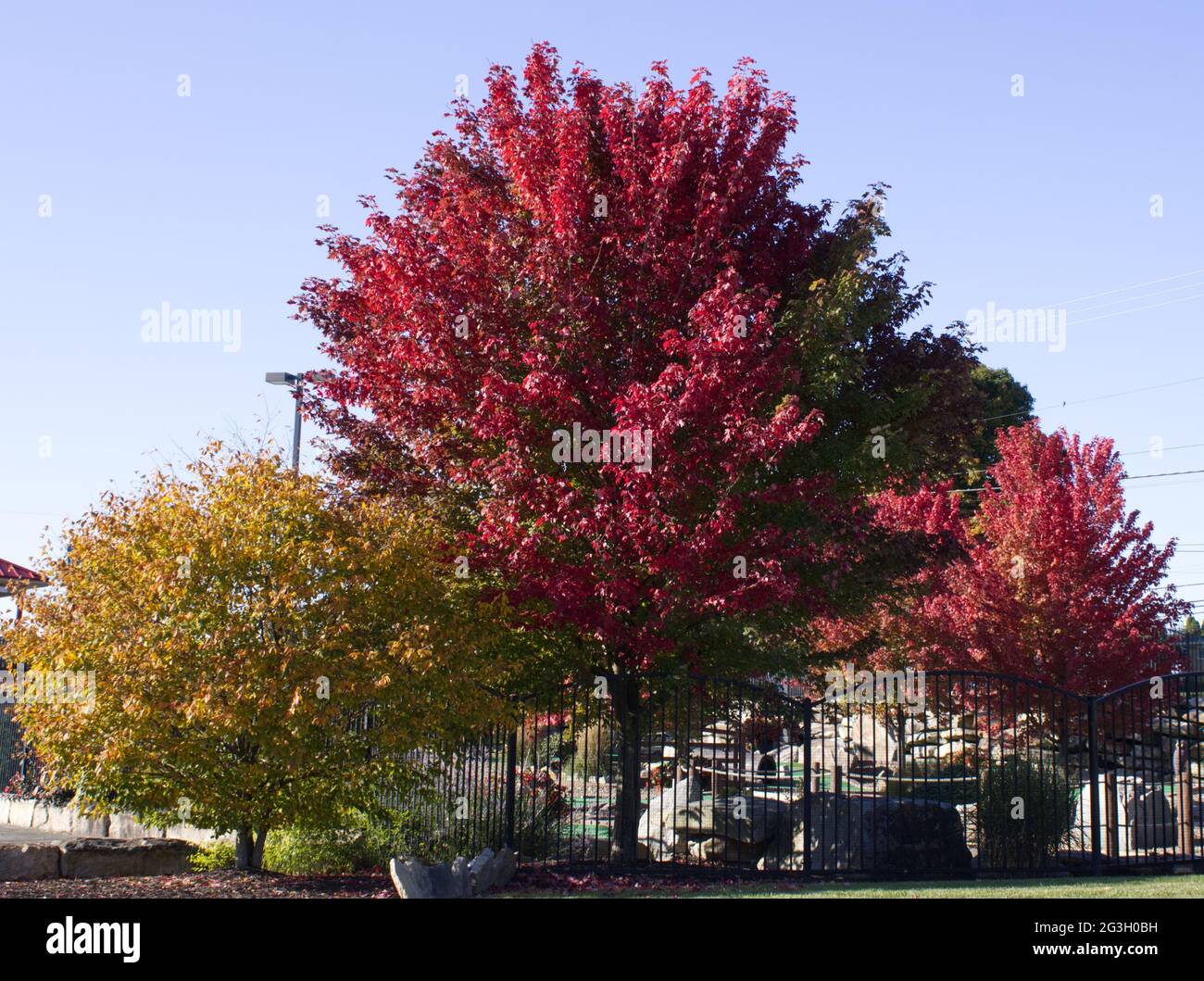 Brightly Colored Trees in the Fall of the Year Stock Photo - Alamy