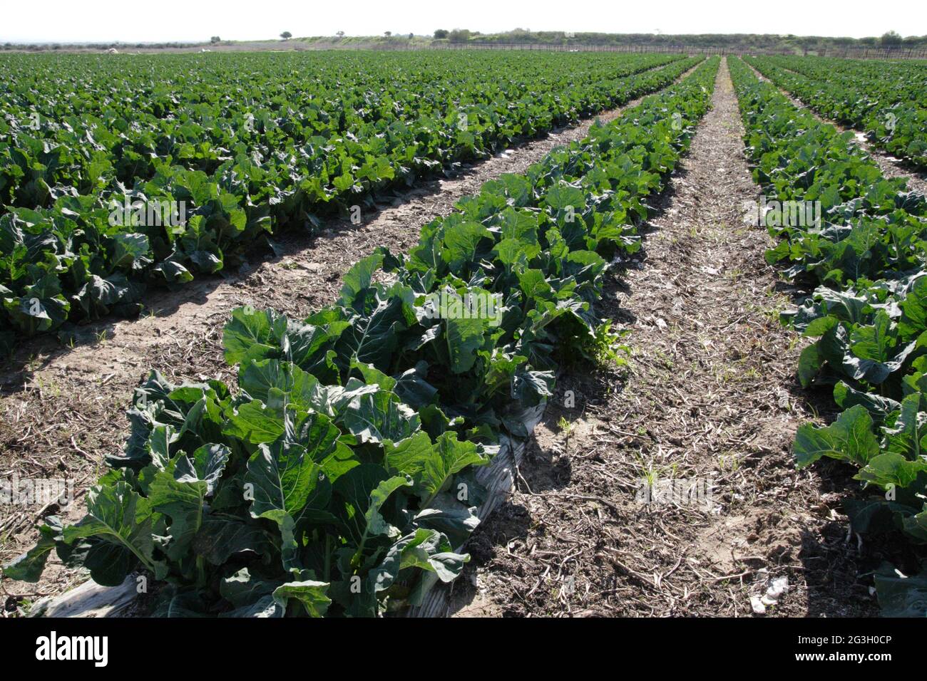 Drip irrigation israel hi-res stock photography and images - Alamy