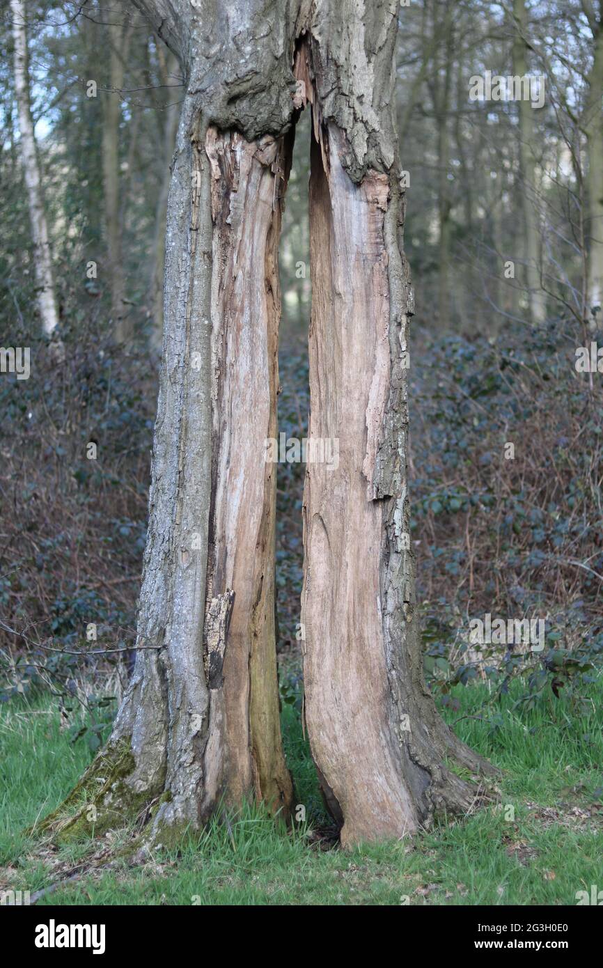 Split tree trunk hi-res stock photography and images - Alamy