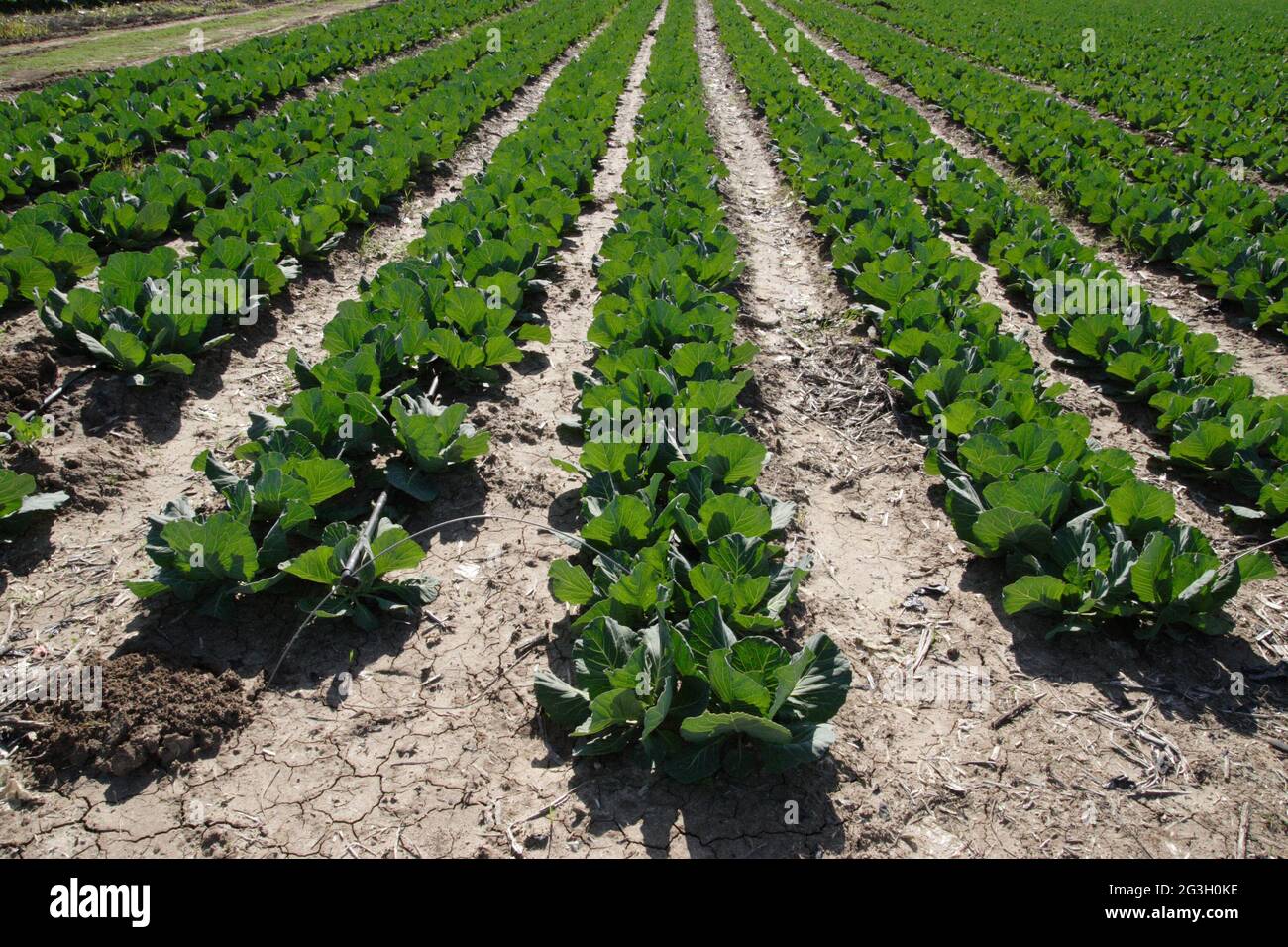 Turnip field hi-res stock photography and images - Alamy