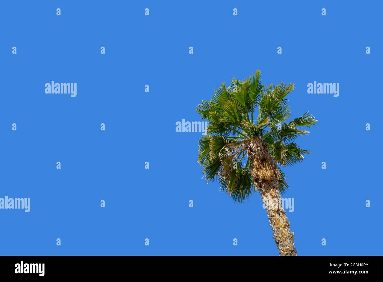 Single palm tree sun hi-res stock photography and images - Alamy