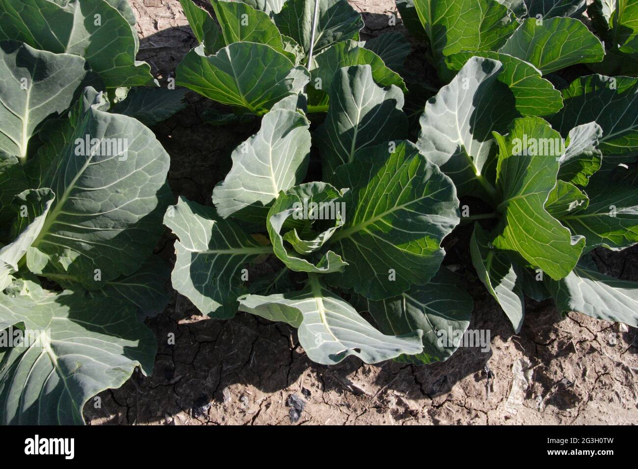Drip irrigation at field in israel hi-res stock photography and images ...