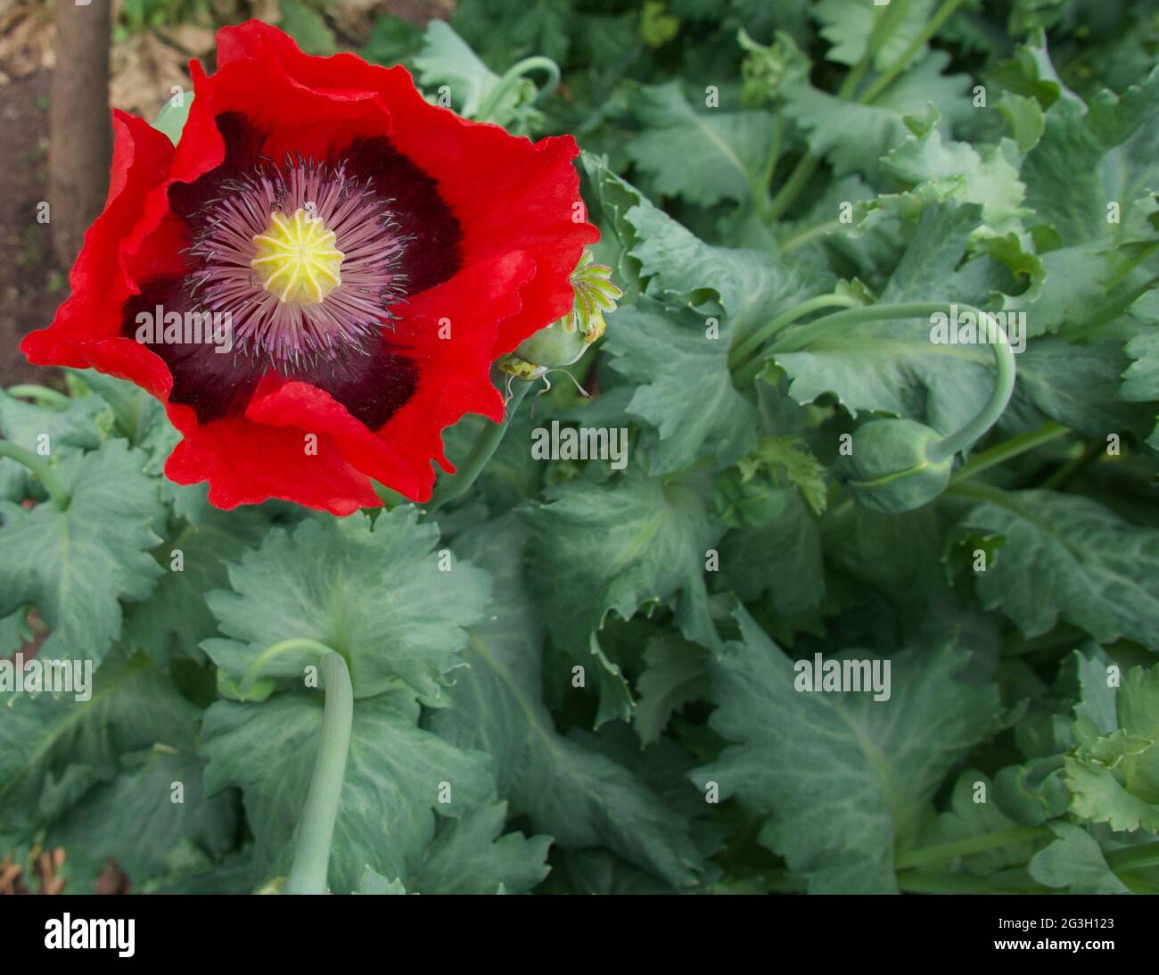 Full frame image of deep red poppy and green foliage Stock Photo - Alamy