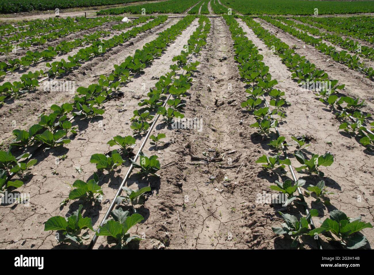 Drip irrigation at field in israel hi-res stock photography and images ...
