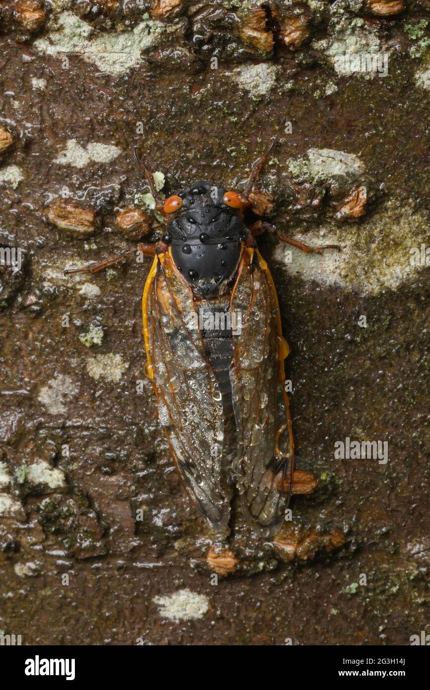 2021 cicadas hi-res stock photography and images - Alamy
