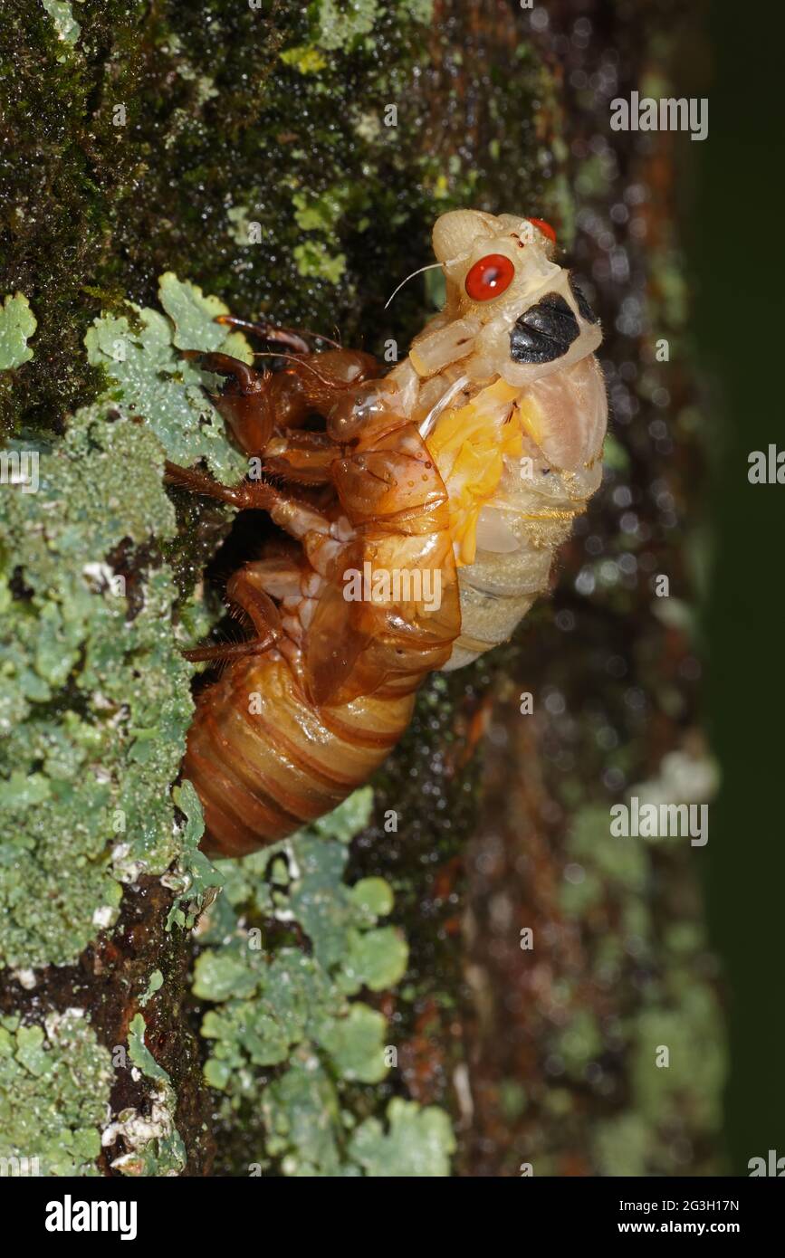 Periodical cicada, Magicicada septendecim, 17-year periodical cicada ...
