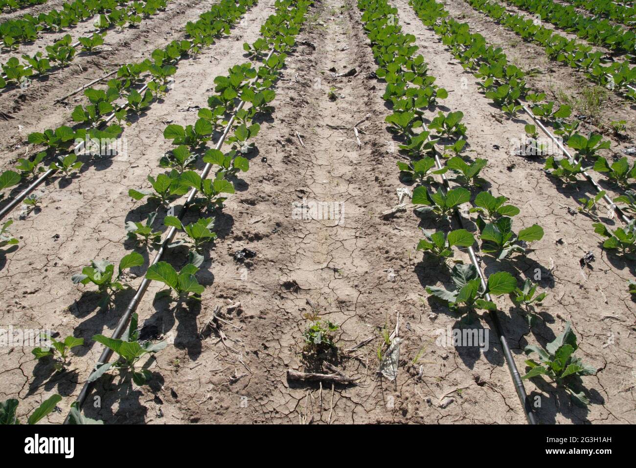 Drip irrigation at field in israel hi-res stock photography and images ...
