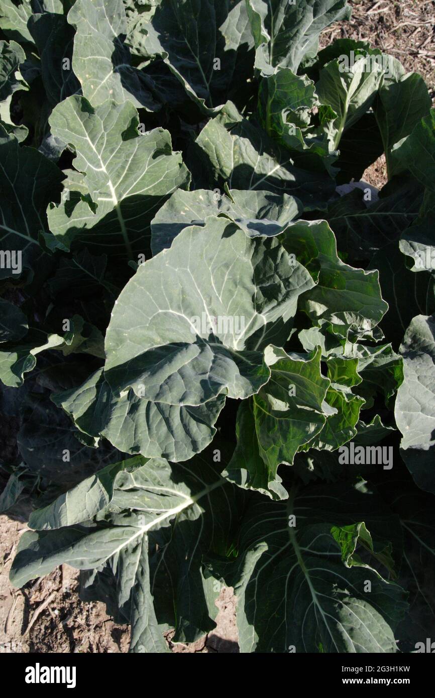 German turnip plants hi-res stock photography and images - Alamy