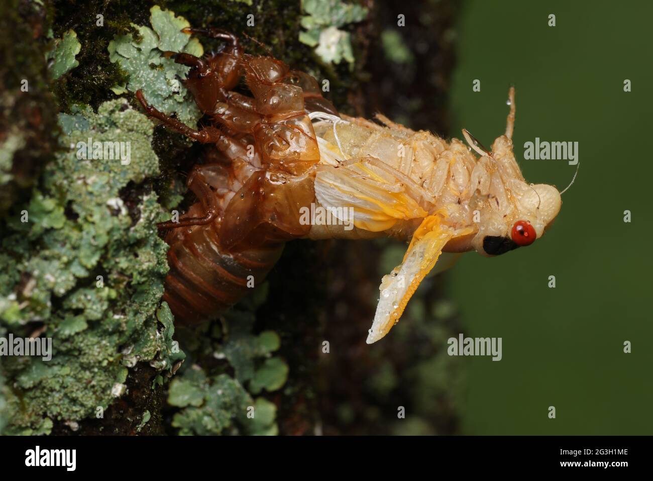 Periodical cicada, Magicicada septendecim, 17-year periodical cicada ...