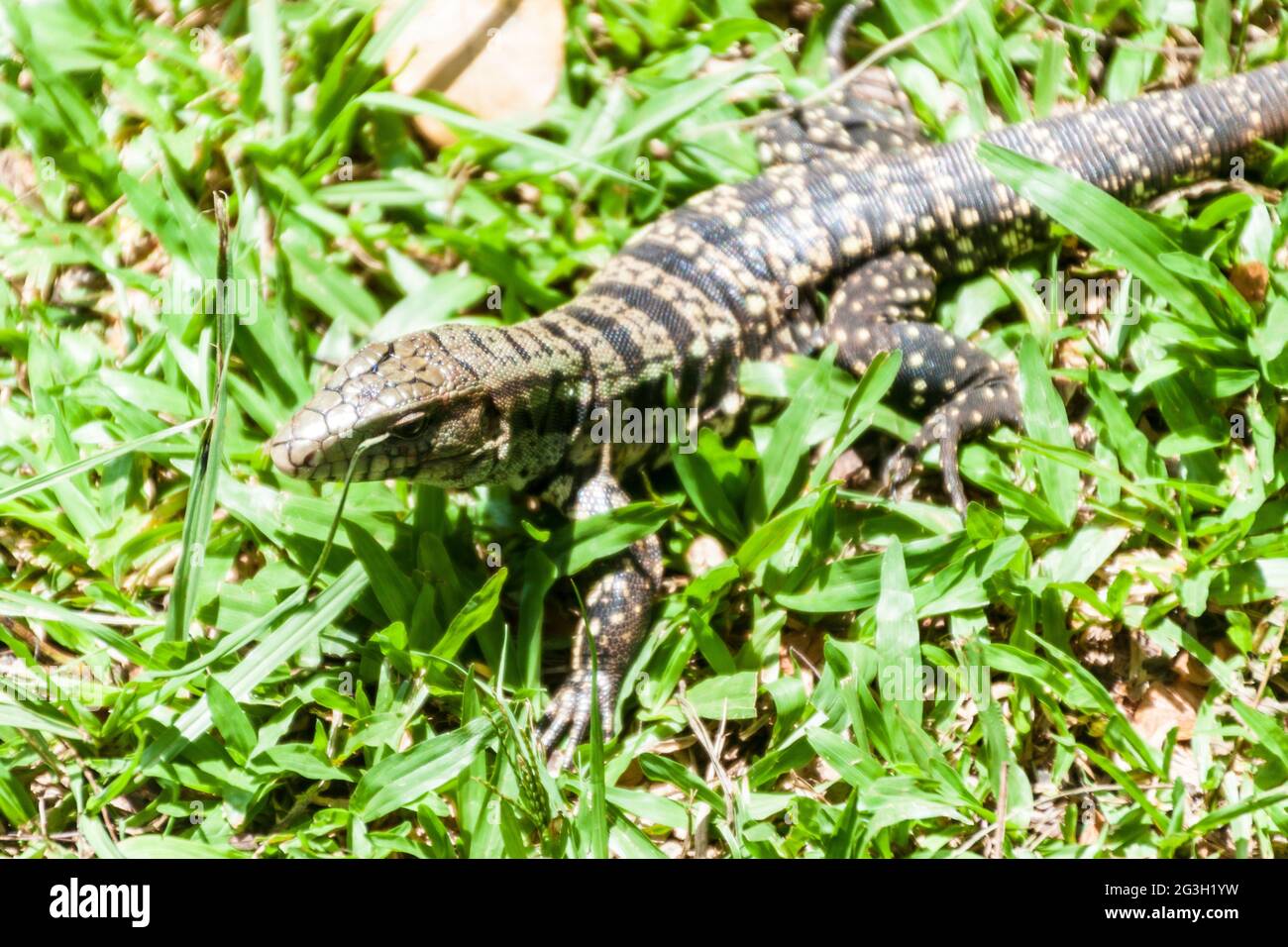 Lizard in National Park Iguacu, Brazil Stock Photo - Alamy