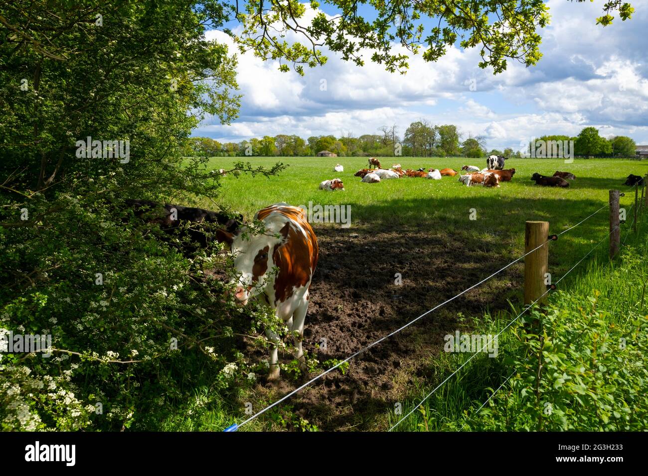 Herd of brown and white cattle cows grazing on grassland meadow in a ...