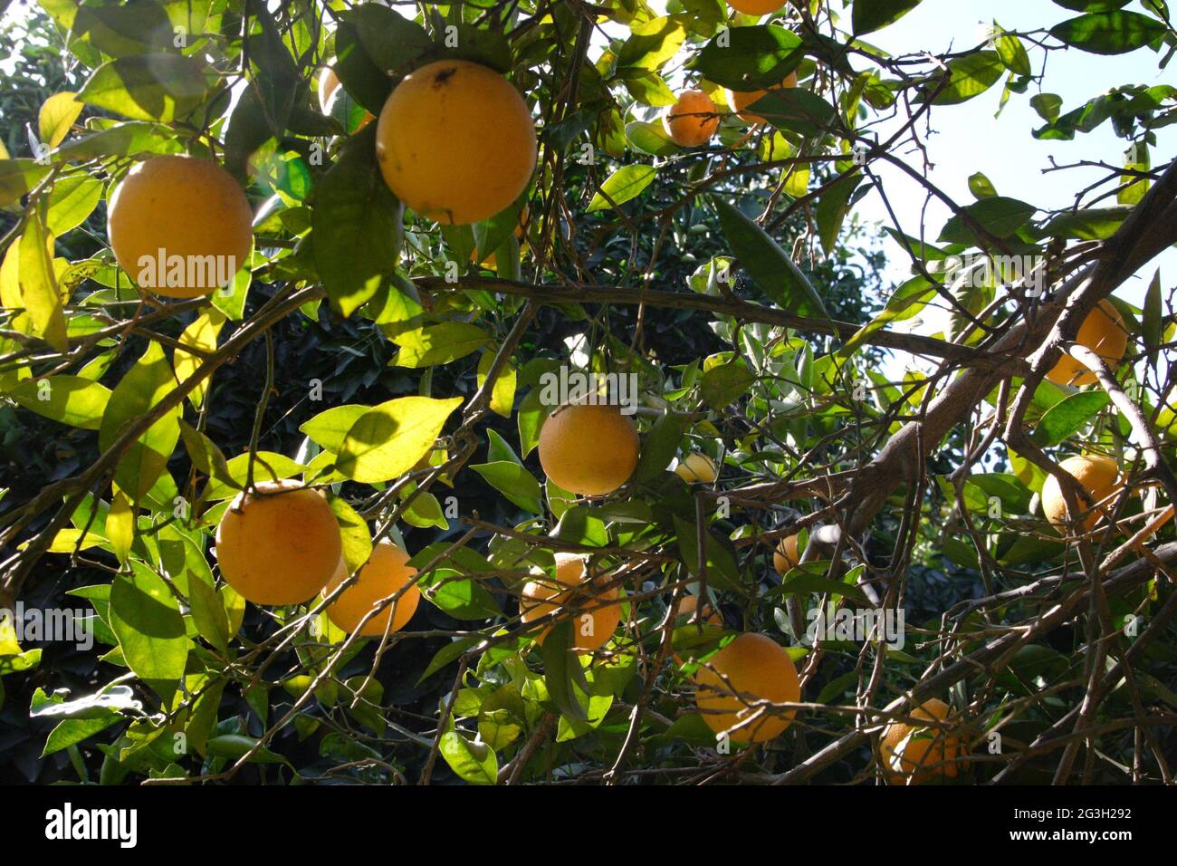 Loaded orange tree hi-res stock photography and images - Alamy