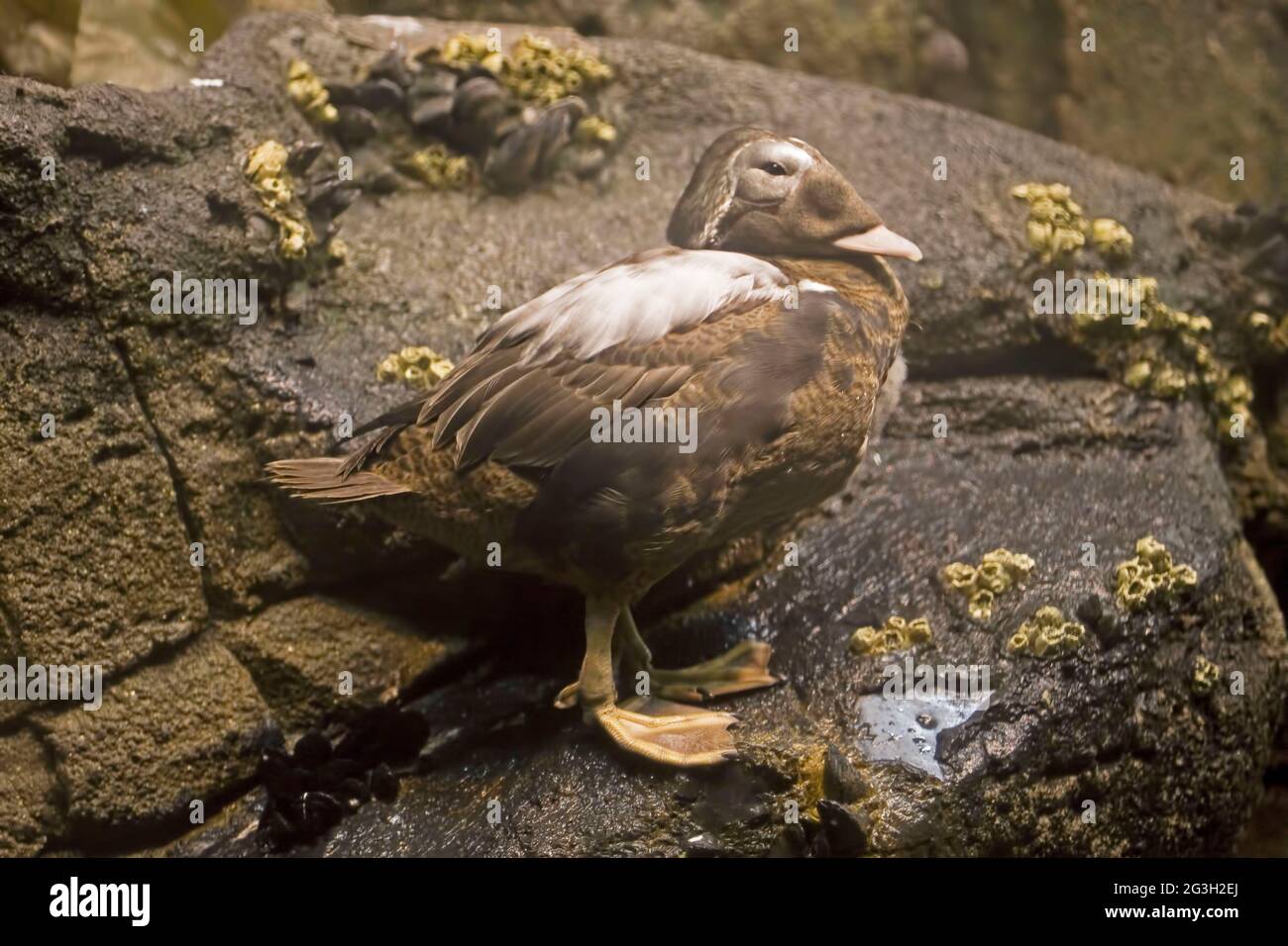 Spectacled eider ducks hi-res stock photography and images - Alamy