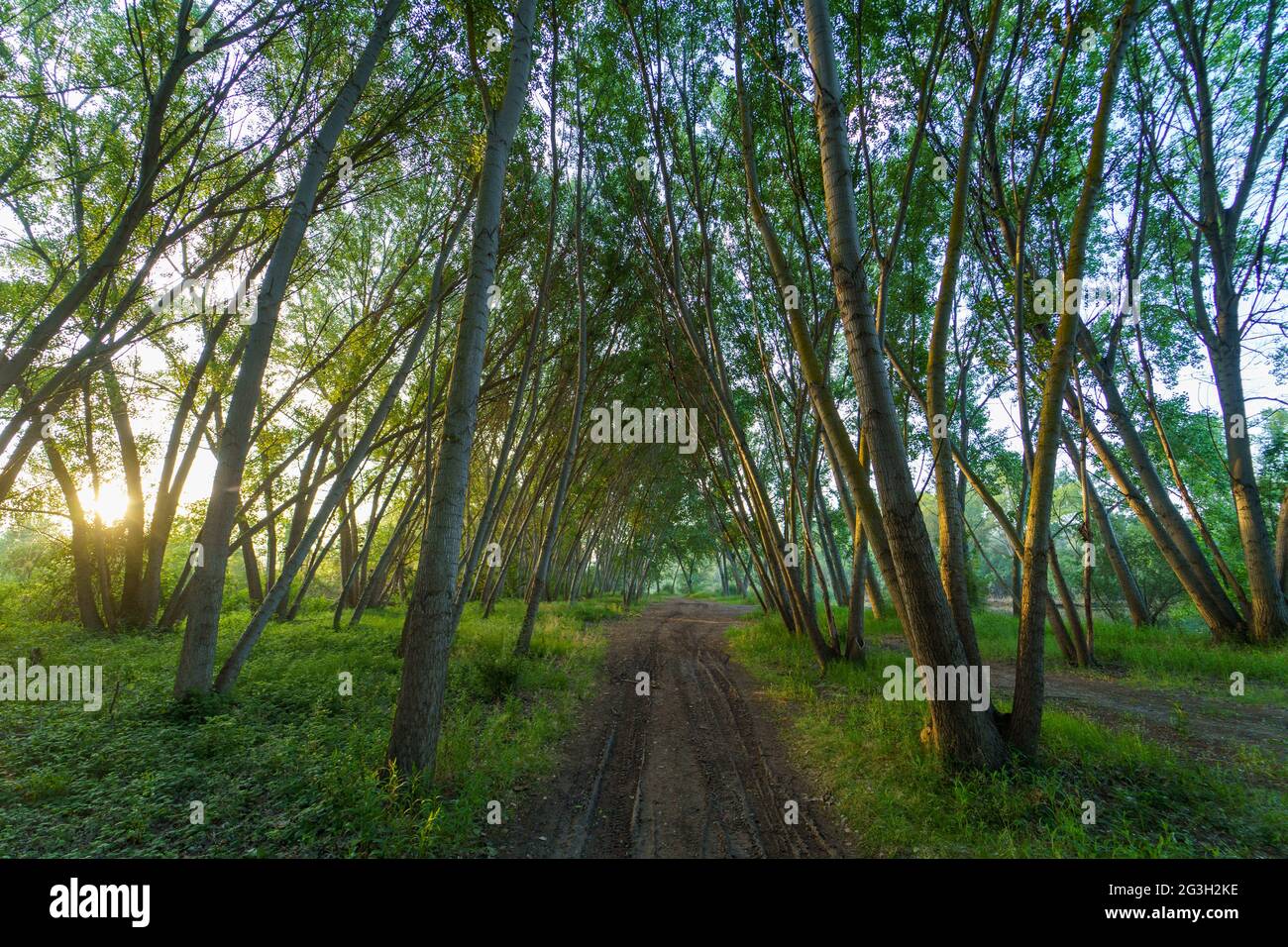 Road through a forest with tall trees Stock Photo - Alamy