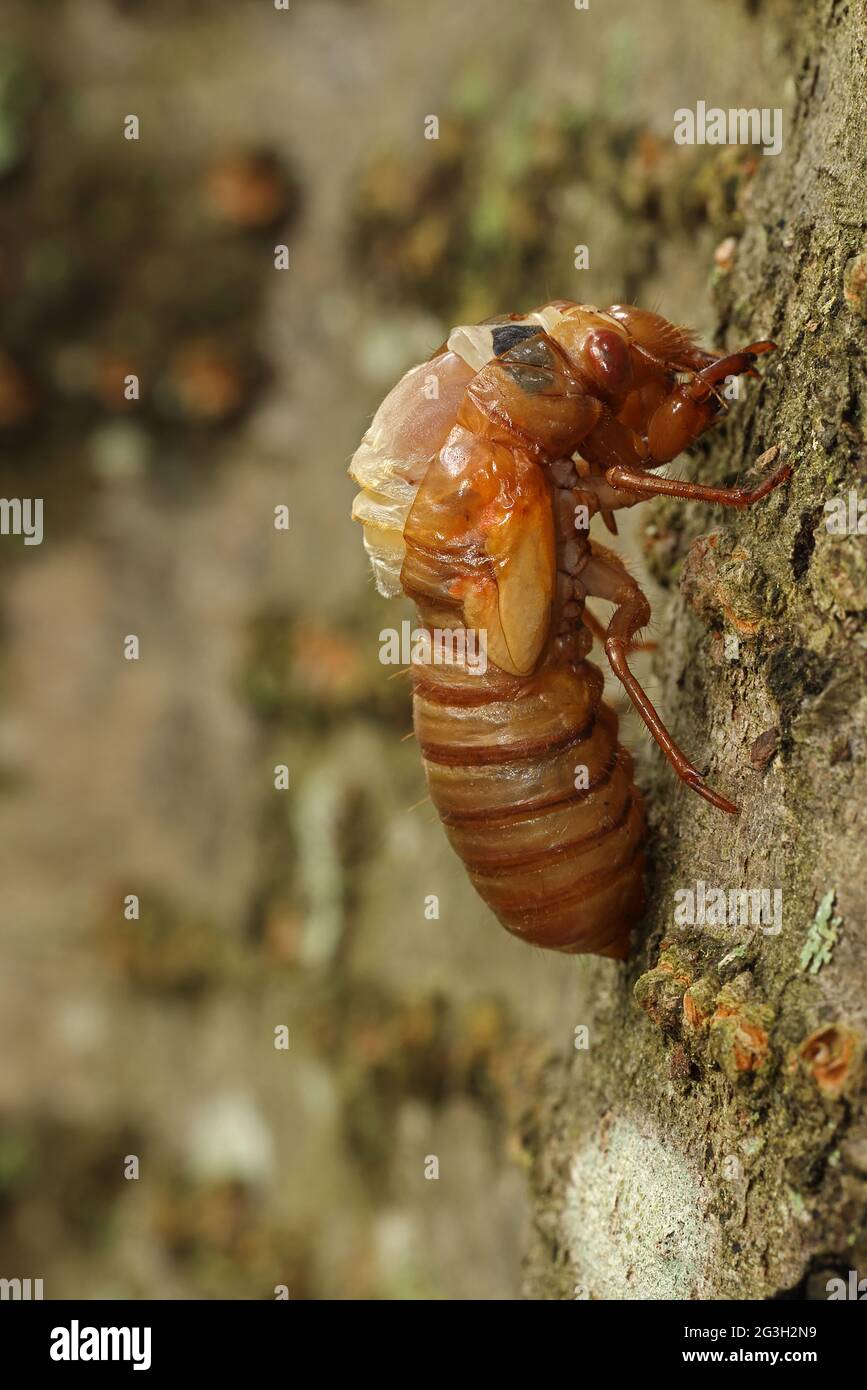 Periodical cicada, Magicicada septendecim, 17-year periodical cicada ...