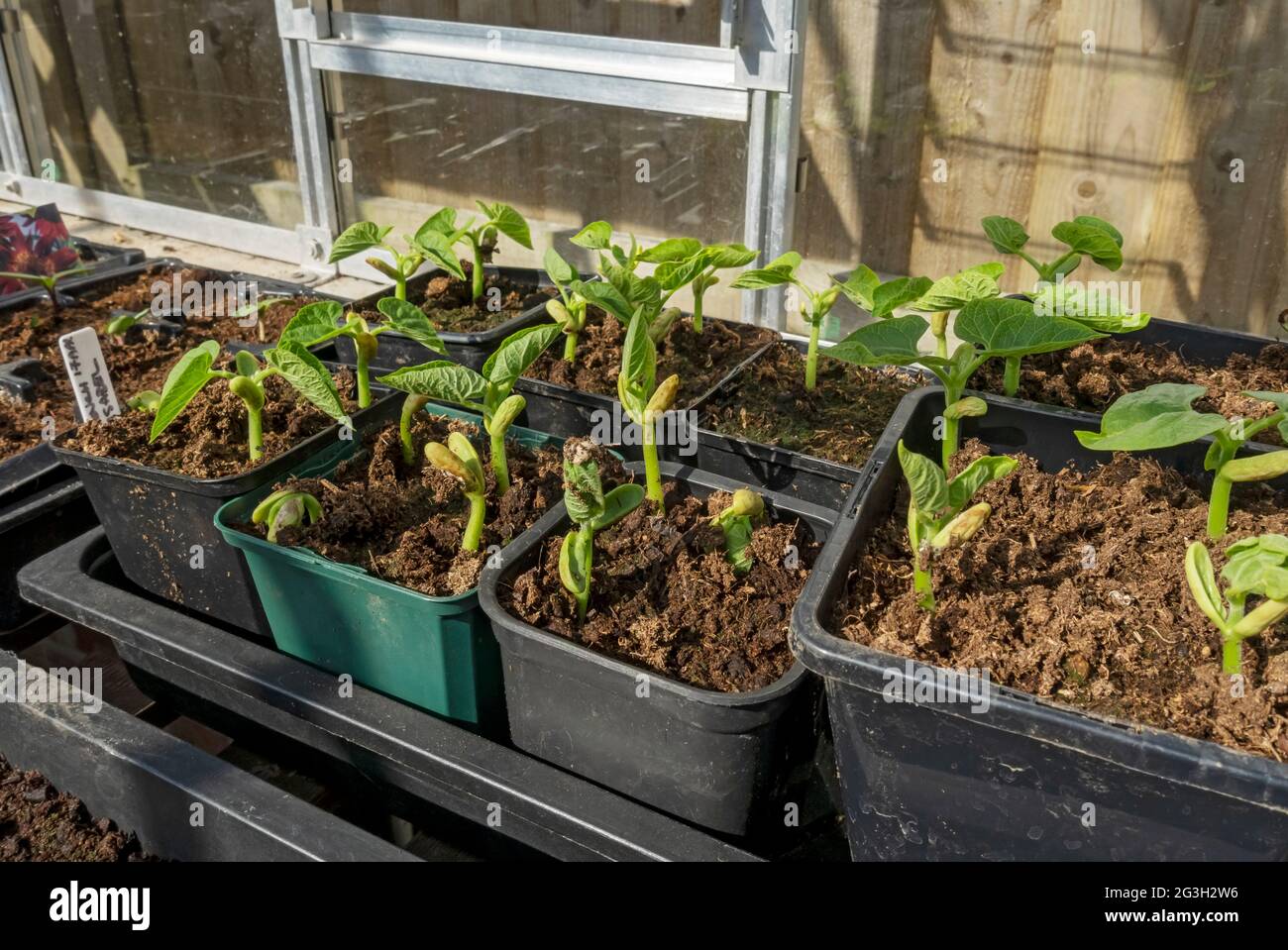 French beans garden pots hi-res stock photography and images - Alamy