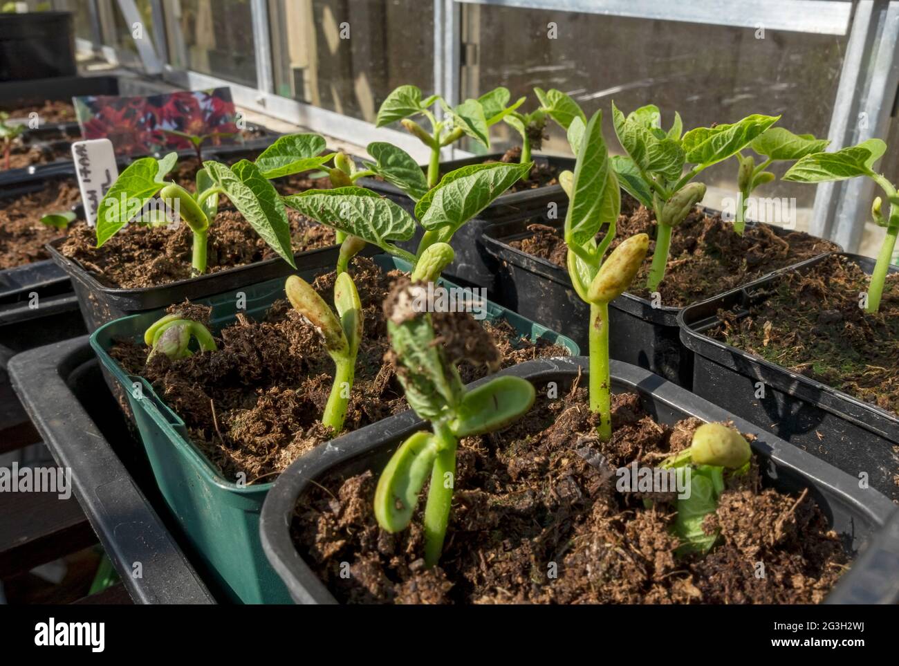 Climbing french bean hi-res stock photography and images - Alamy