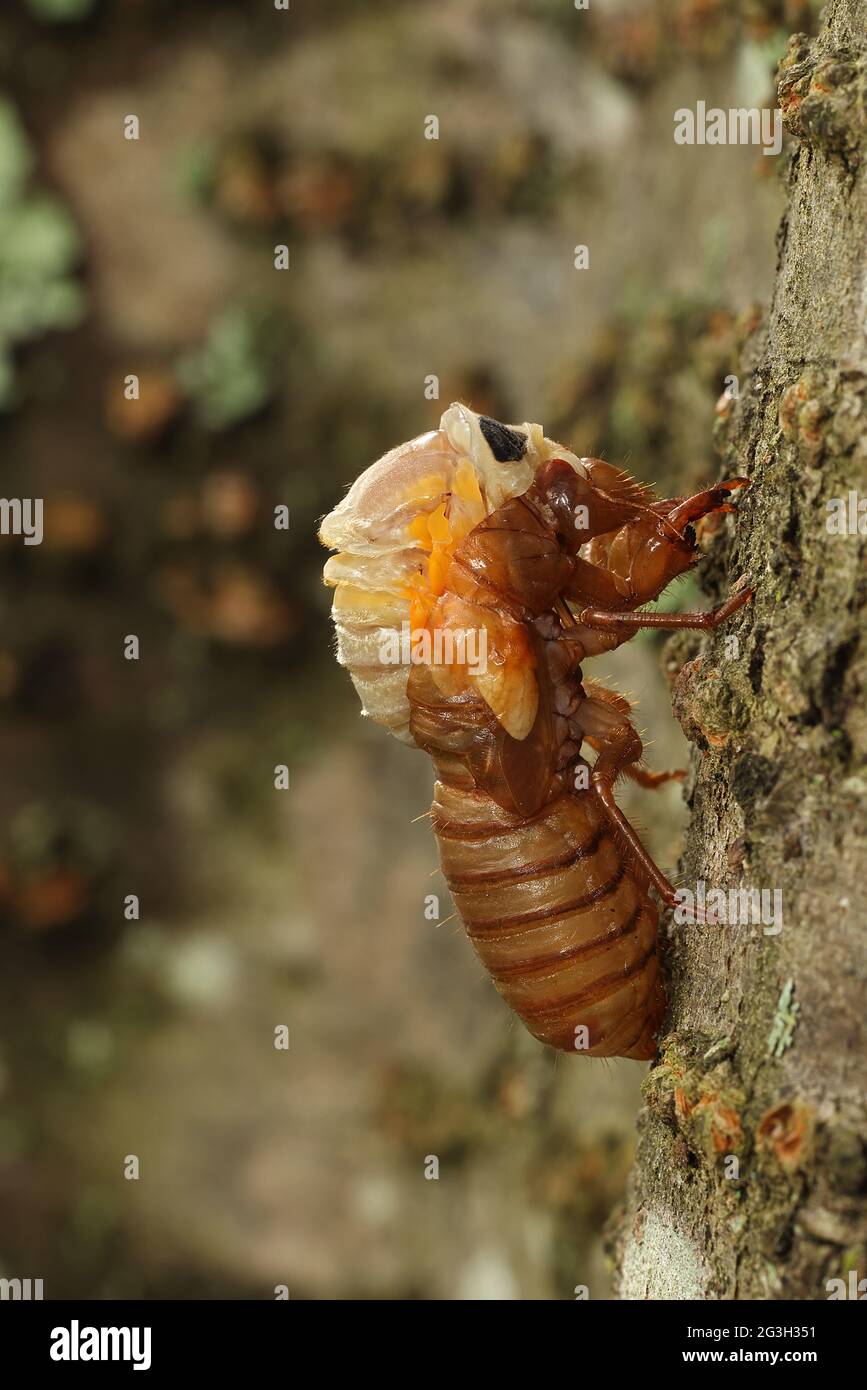 Periodical cicada, Magicicada septendecim, 17-year periodical cicada ...