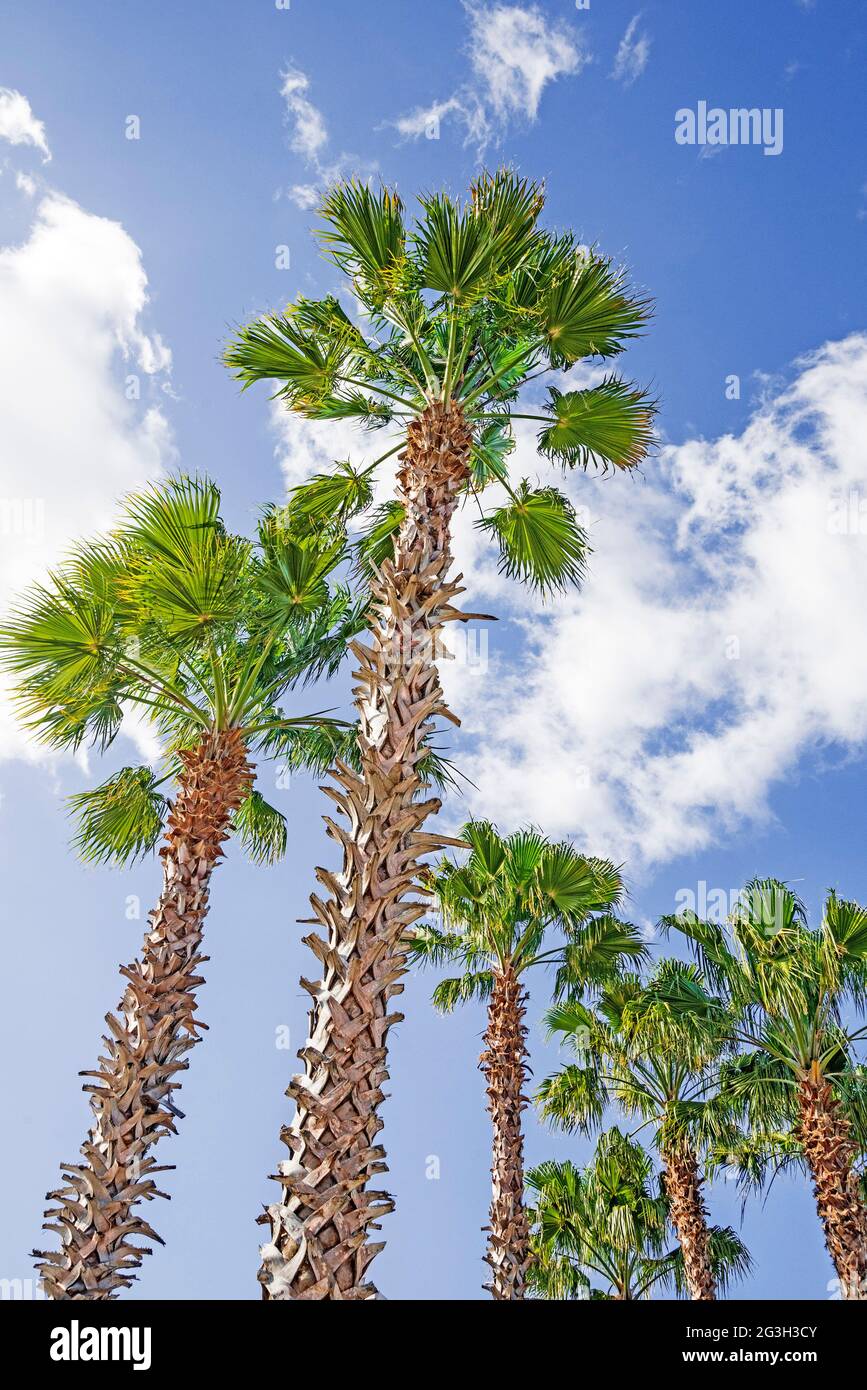 Stately Sabal Palm Trees, the State Tree of Florida, at a Lowes Store ...