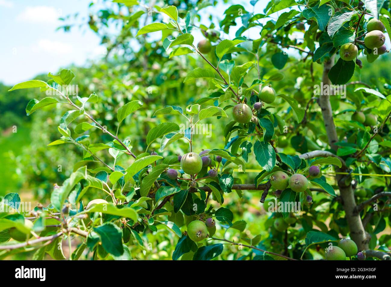 Fuji Apple Trees Stock Photo - Alamy