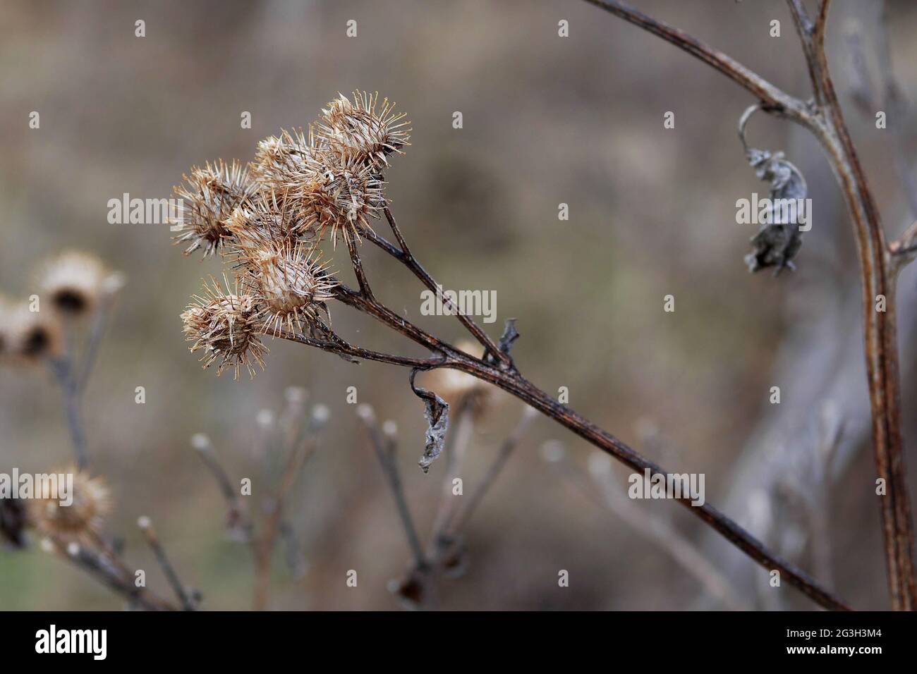 Burr seed hi-res stock photography and images - Alamy