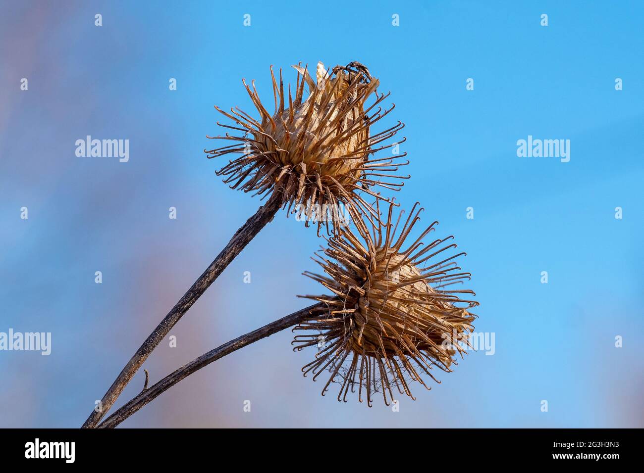 closeup on dry burdock seed head or burr against blue sky Stock Photo ...