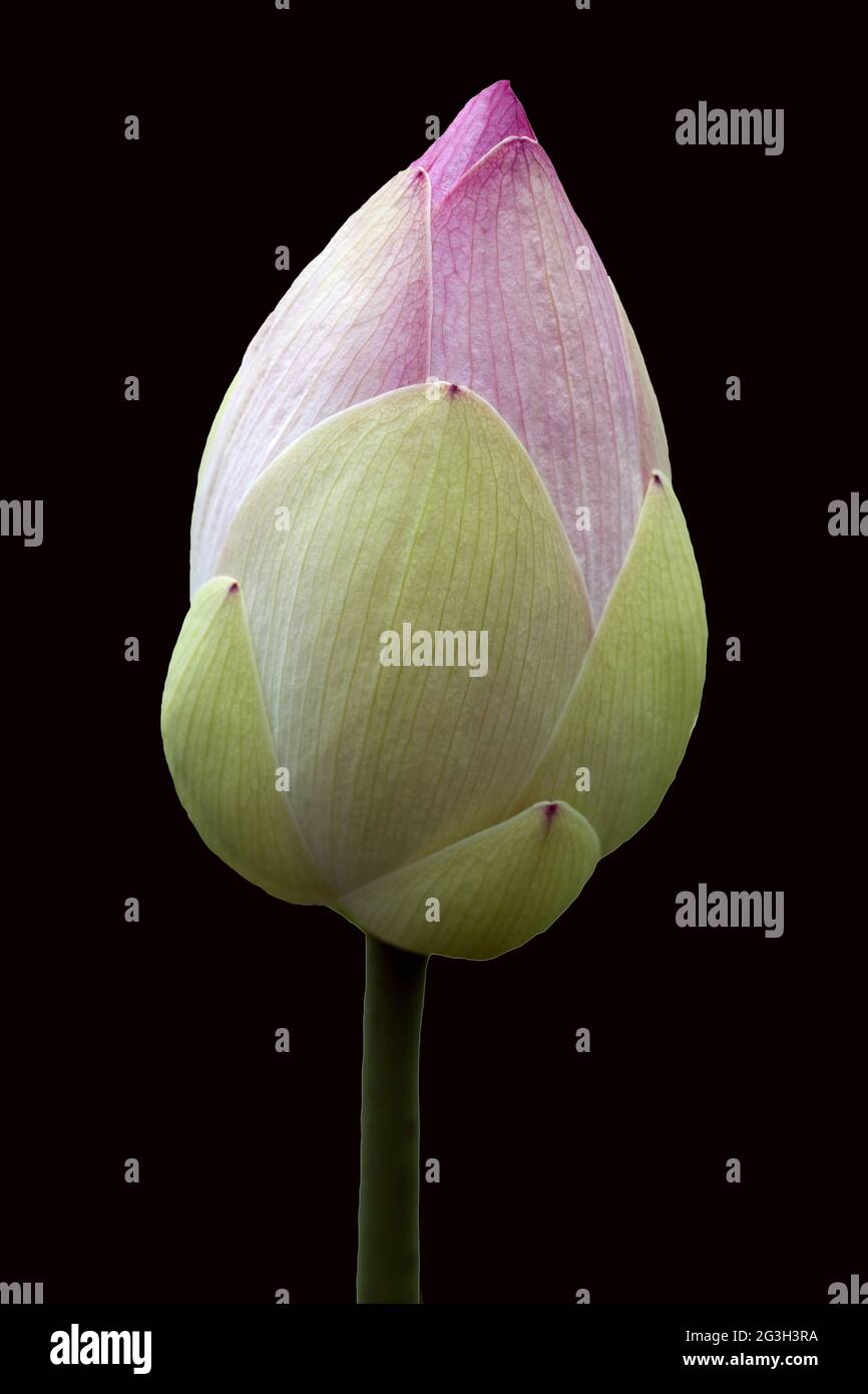 Sacred blue lily Stock Photo - Alamy
