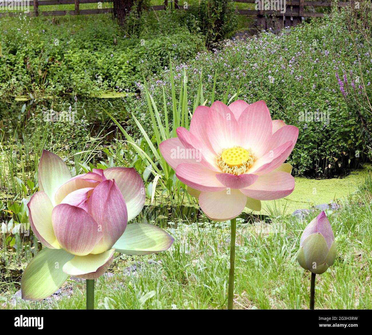 Sacred blue lily Stock Photo - Alamy