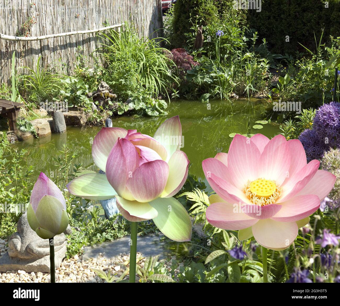 Sacred blue lily Stock Photo - Alamy