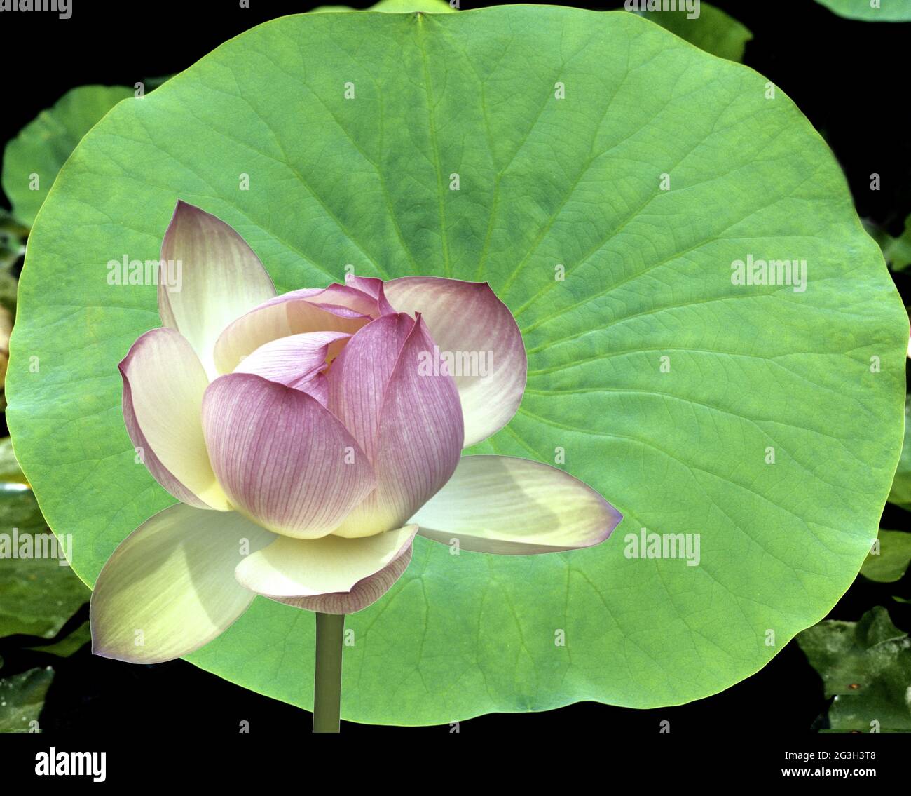 Sacred blue lily Stock Photo - Alamy