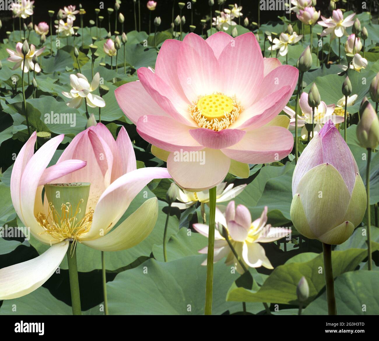 Sacred blue lily Stock Photo - Alamy