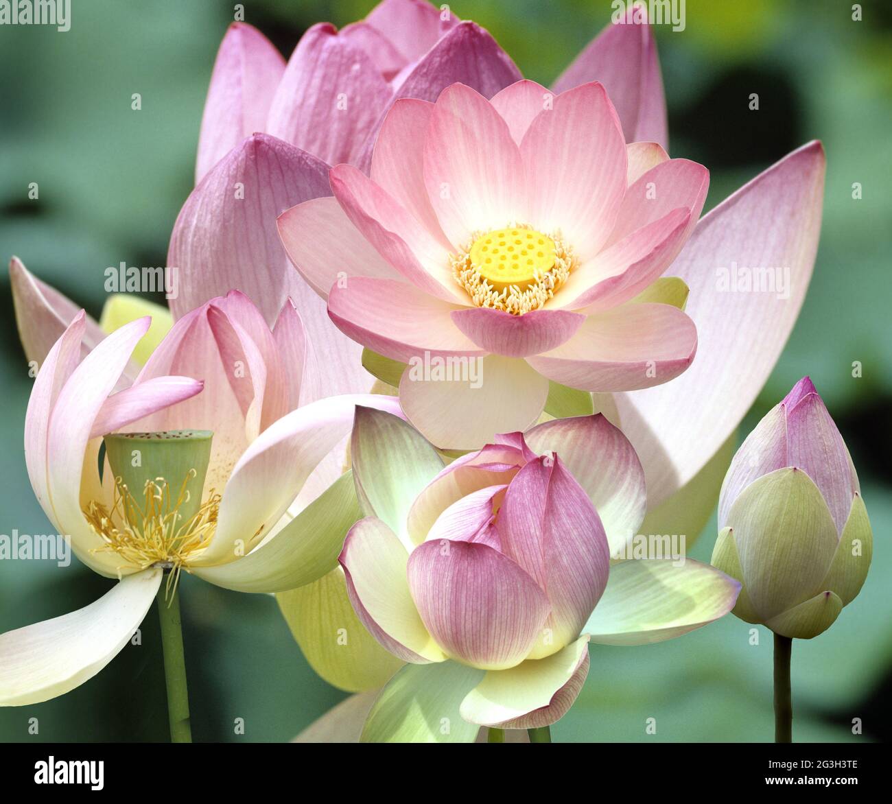 Sacred blue lily Stock Photo - Alamy