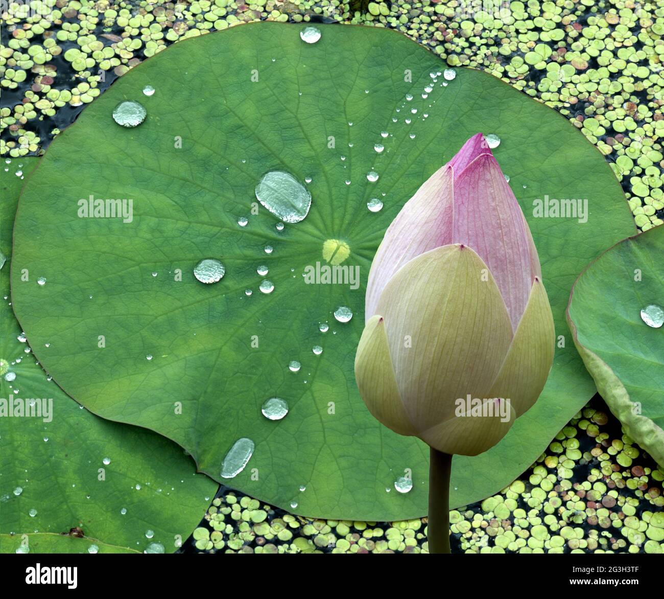 Sacred blue lily Stock Photo - Alamy