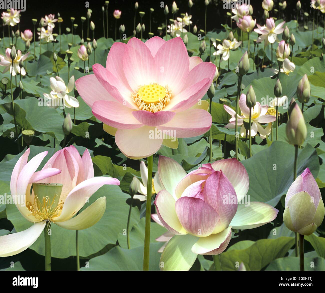 Sacred blue lily Stock Photo - Alamy