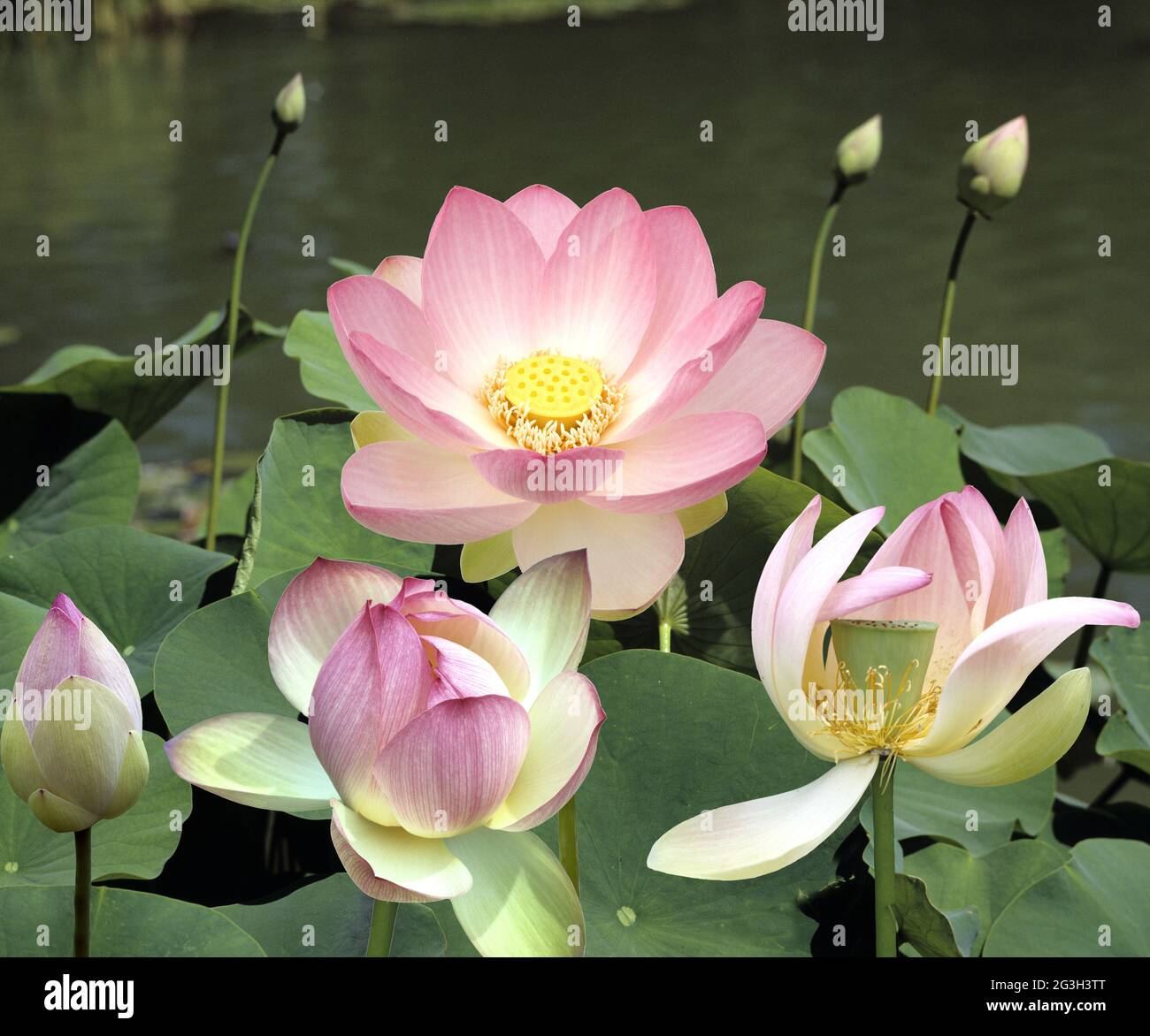 Sacred blue lily Stock Photo - Alamy