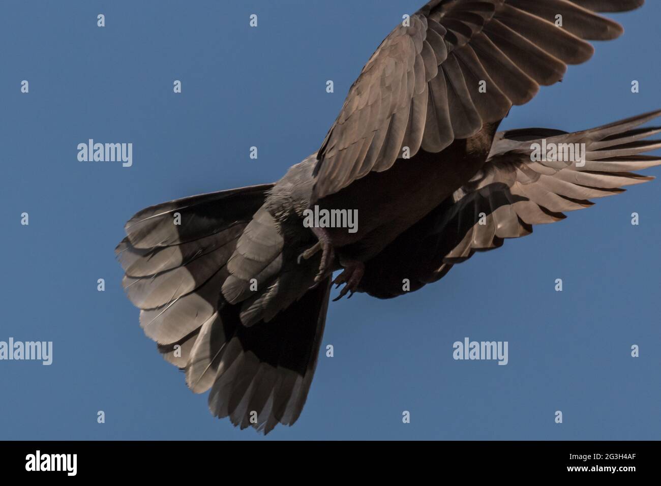 A pigeon in mid flight Stock Photo - Alamy