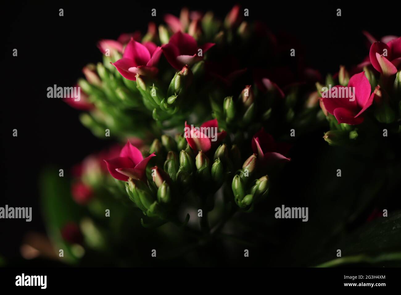 Kalanchoe plant hi-res stock photography and images - Alamy