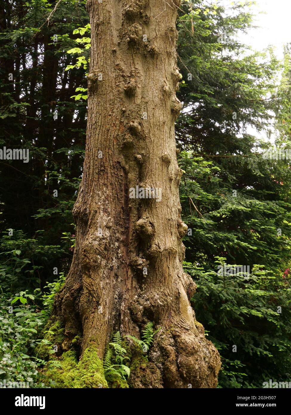 Aged tree trunk in the woods Stock Photo - Alamy