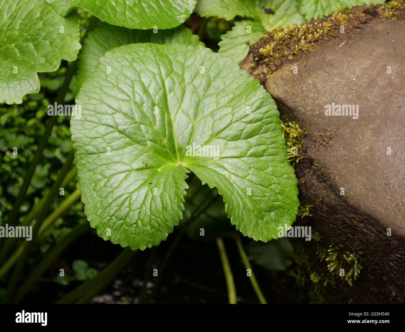 Centella park hi-res stock photography and images - Alamy