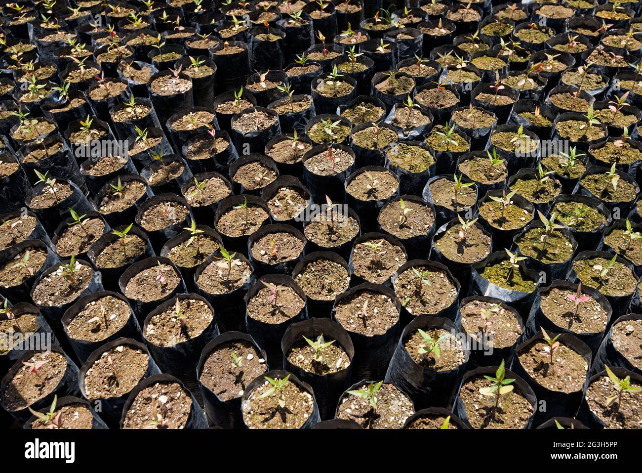 Close-up to plants in nursery tray Stock Photo - Alamy