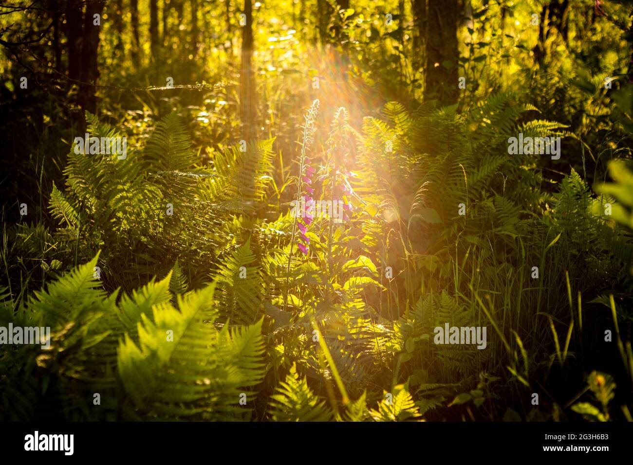 Foxgloves - Digitalis purpurea - in late evening light. Forest of Dean ...