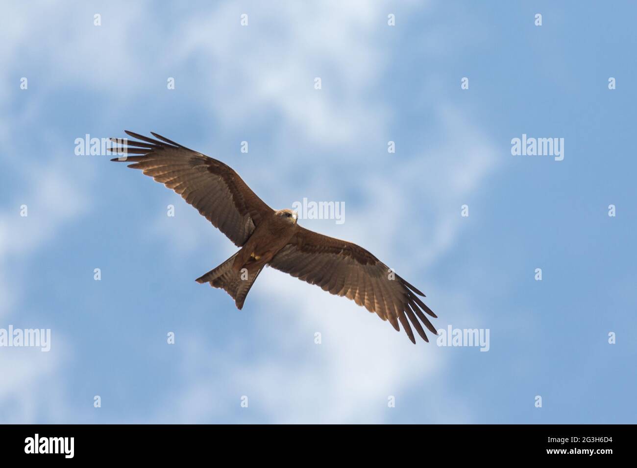 Amora in flight Stock Photo - Alamy