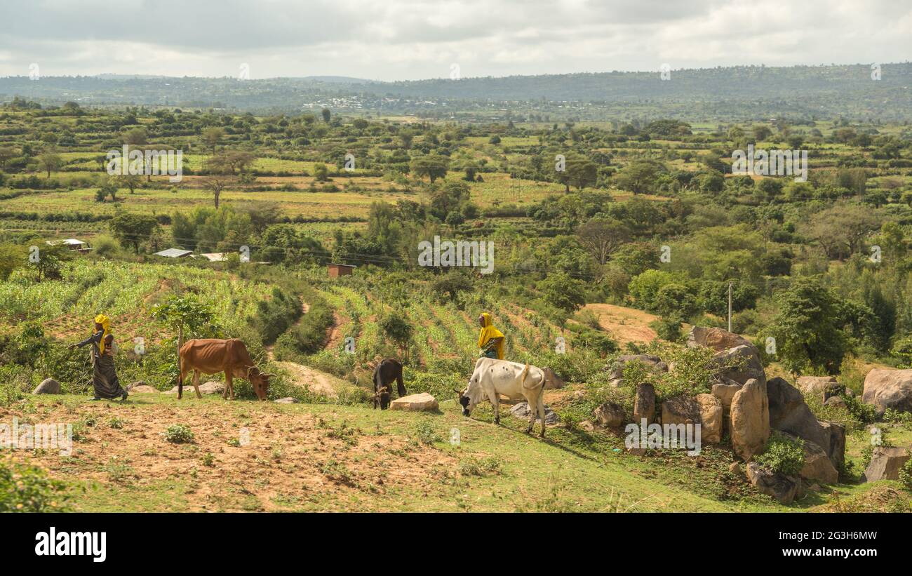 Harar region hi-res stock photography and images - Alamy