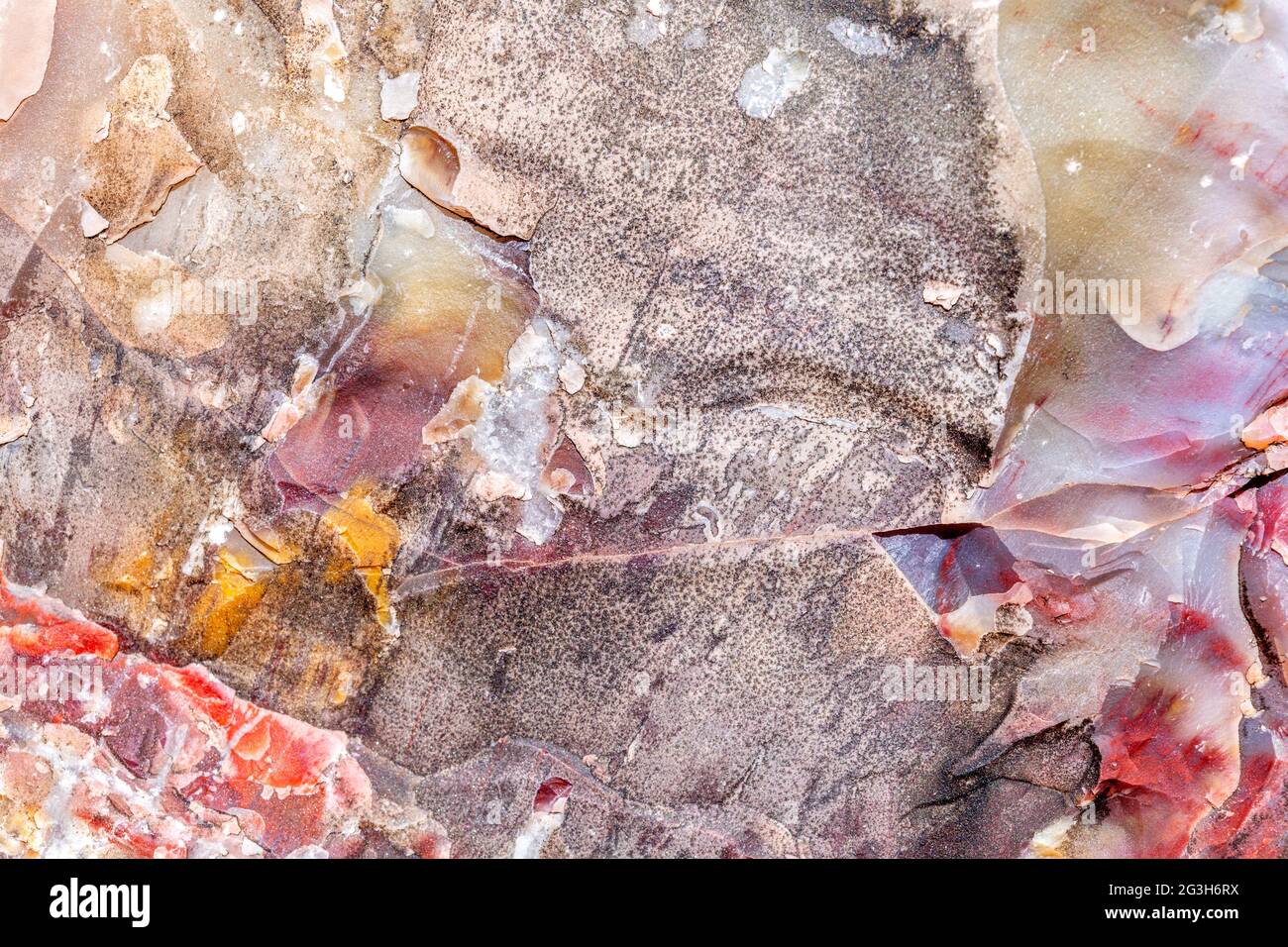 Petrified trees within the Petrified Forest National Park show their ...