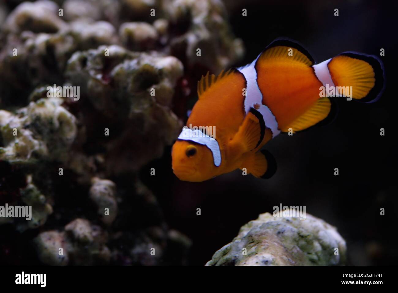 The tropical fish - Clown Fish Stock Photo - Alamy
