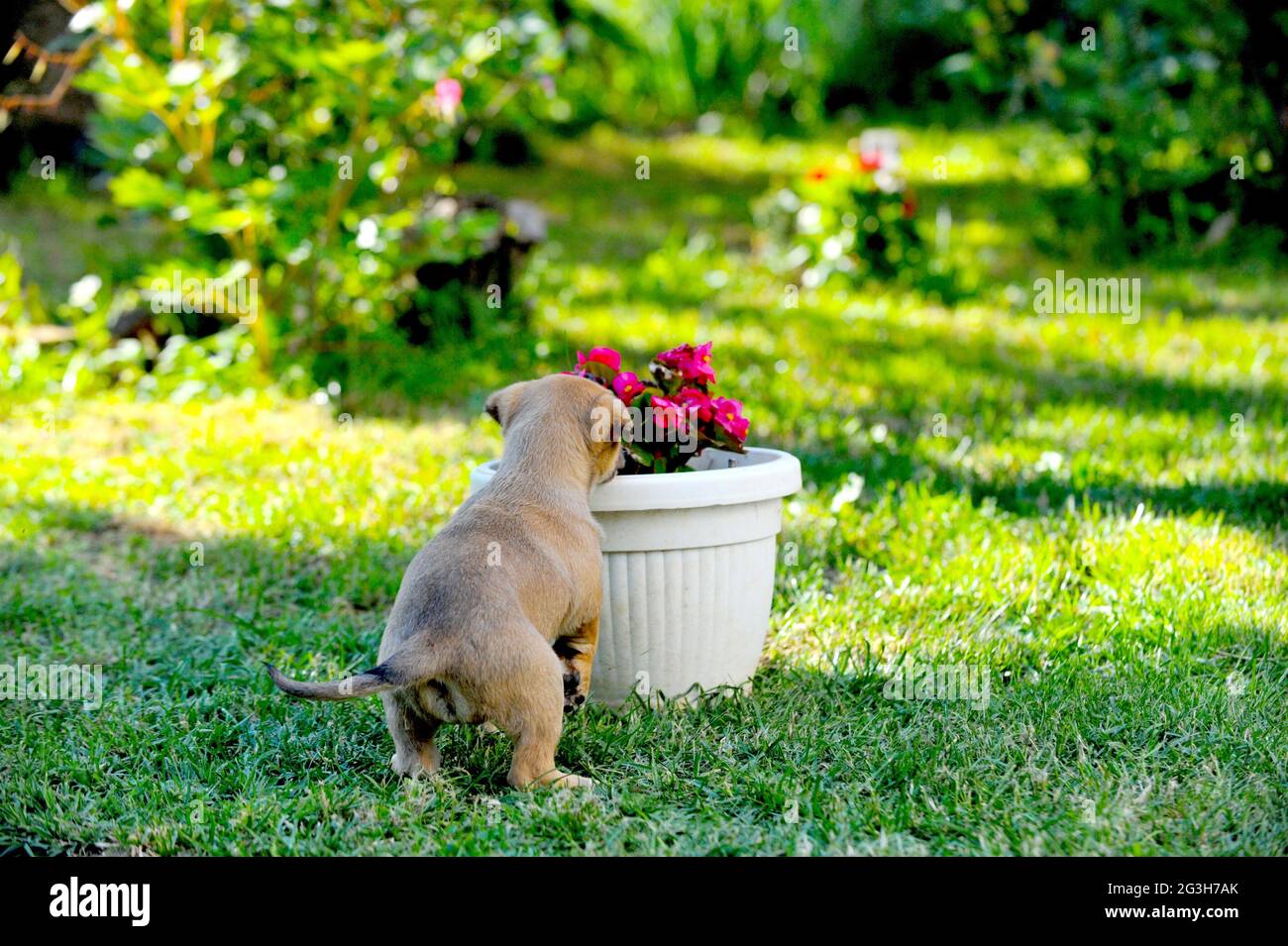 Little cute puppy ,mixed breed af amstaff, exploring garden pot Stock ...